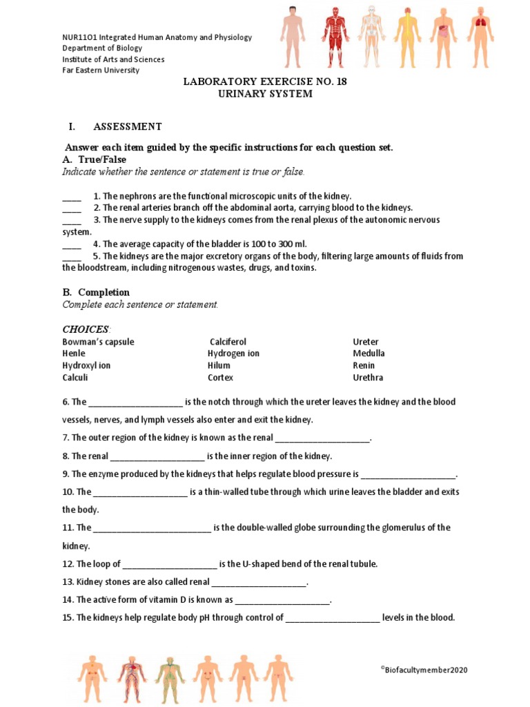 Laboratory Exercise No. 18 Urinary System I. Assessment Answer Each ...