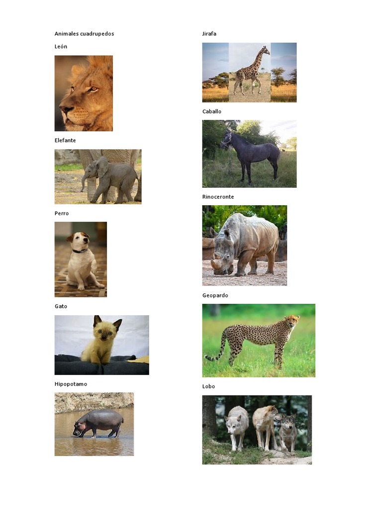 Animales Cuadrupedos | PDF