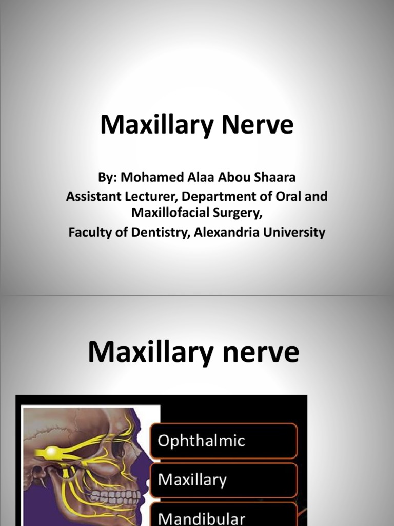 Maxillary Nerve Anatomy & Branches | PDF