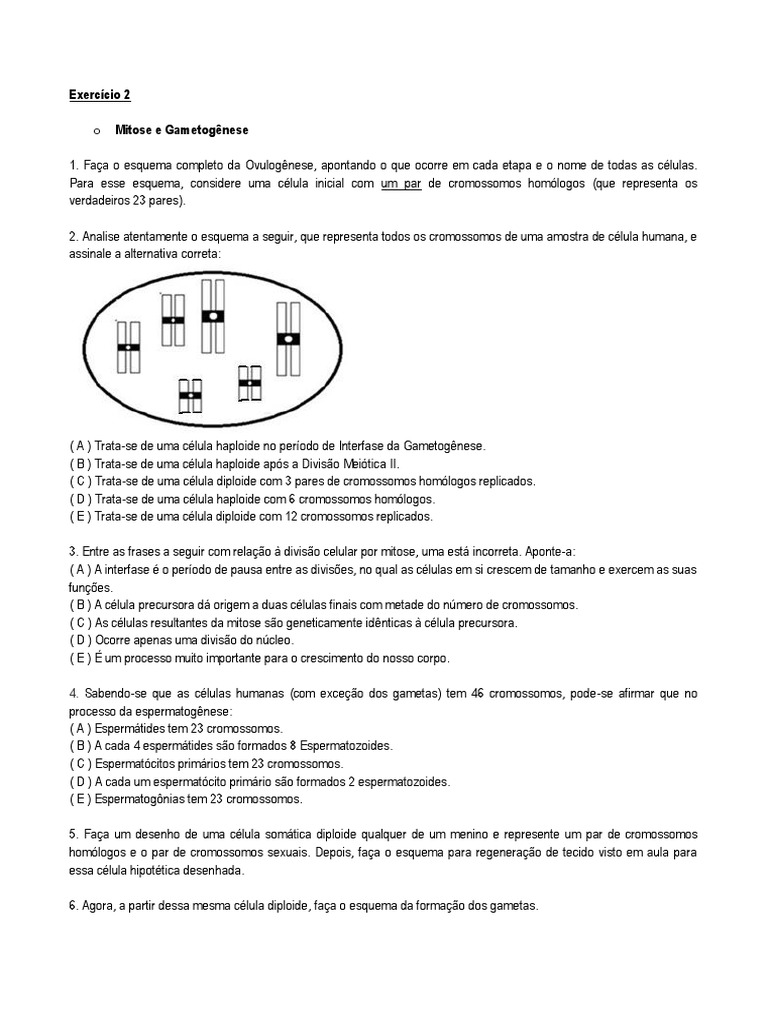 Exercicio 02 - Mitose e Meiose | PDF | Meiose | Cromossomo