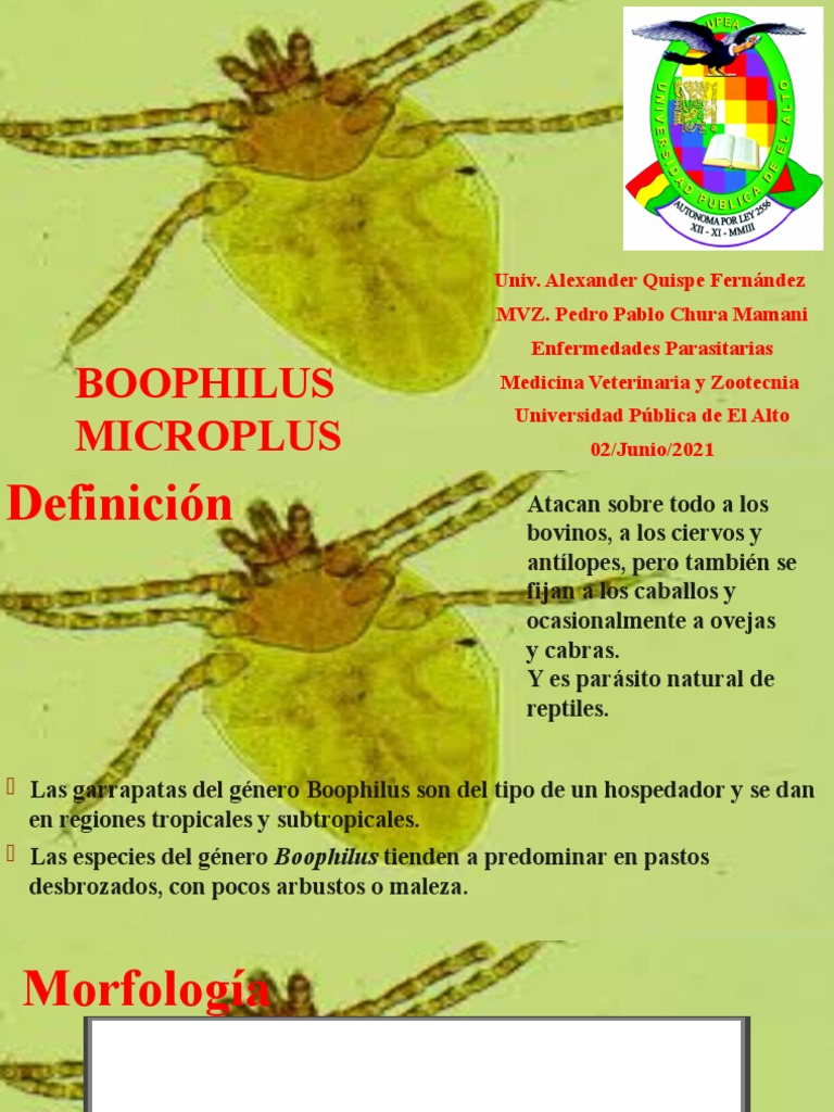 Morfología y Control de Boophilus microplus | PDF | Enfermedad de Lyme ...