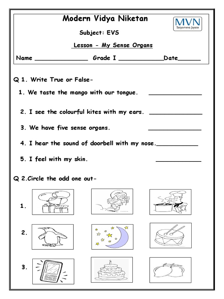 My Sense Organs Worksheet | PDF