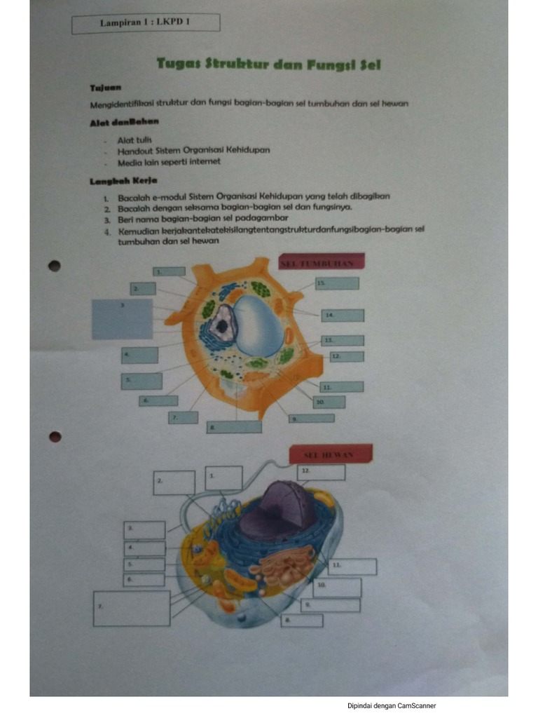 LKPD Struktur Dan Fungsi Sel Tumbuhan Dan Hewan | PDF