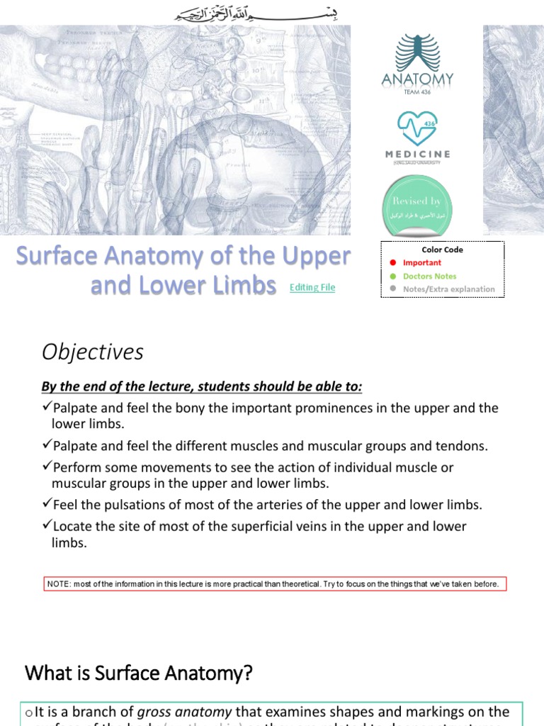 Surface Anatomy of Limbs Explained | PDF | Human Leg | Arm
