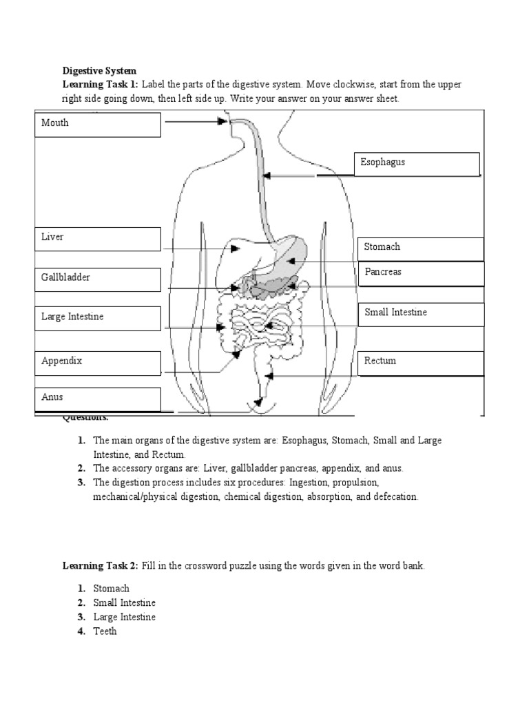 Digestive System Learning Tasks | PDF | Human Digestive System | Digestion