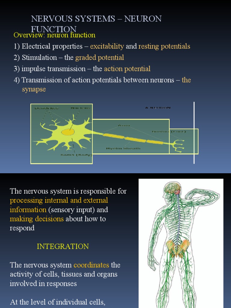 Nervous Systems - Neuron Function: Excitability Resting Potentials ...