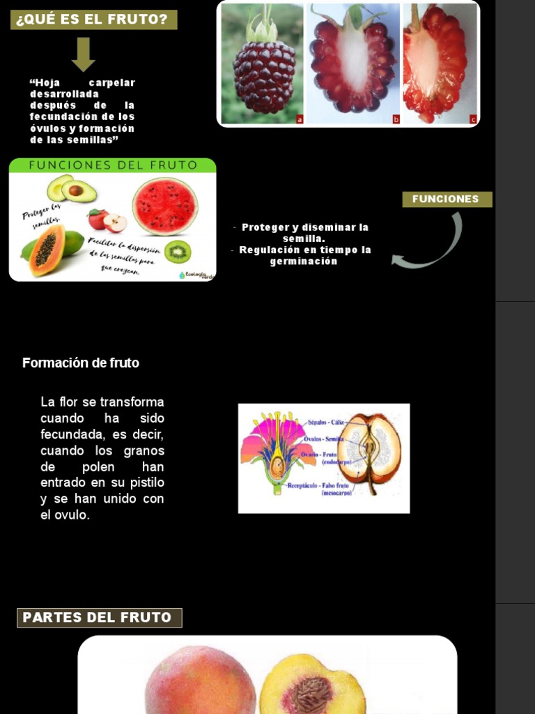 Guía de Clasificación de Frutos | PDF | Fruta | Horticultura y jardinería
