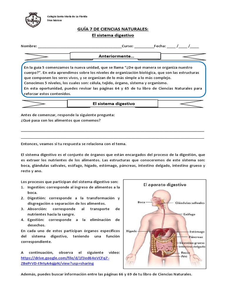 5° Básico Ciencias Naturales Guía 7 Valeria Bravo | PDF | Sistema ...