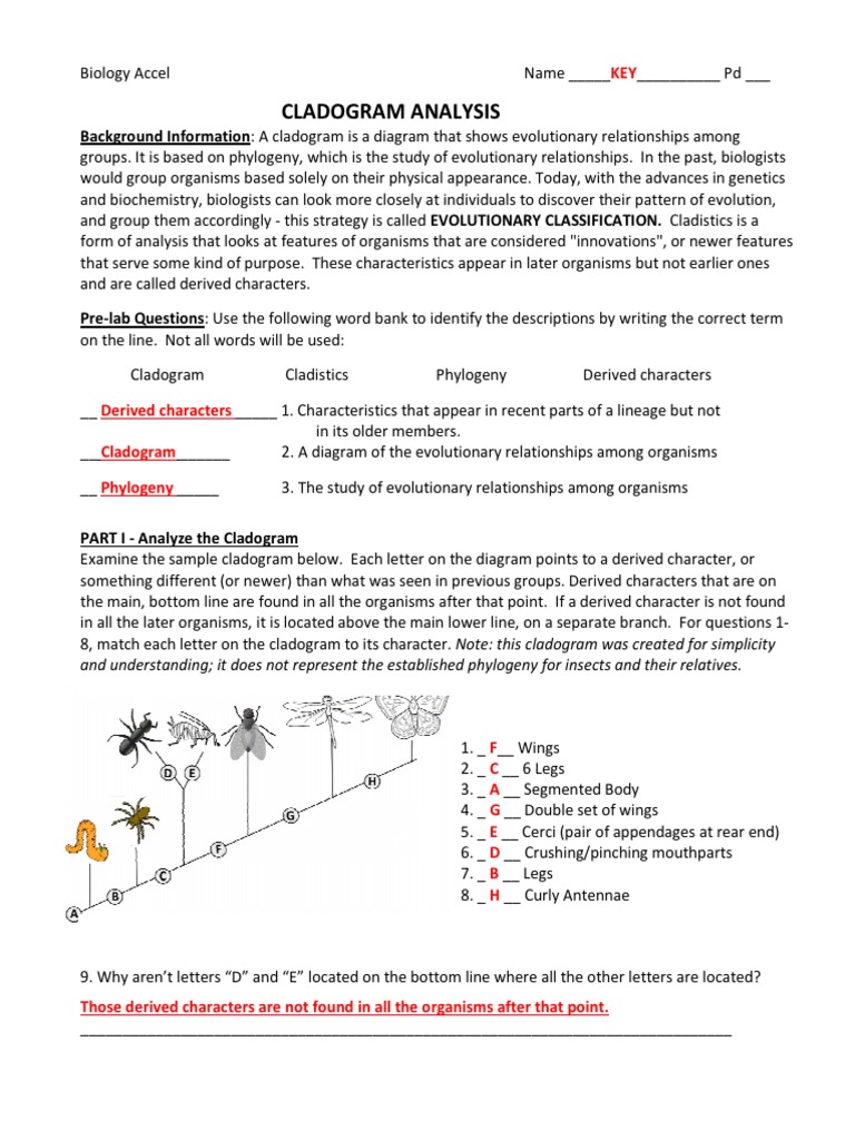 Cladogram Analysis Lab Key 2015-CF | PDF | Phylogenetic Tree | Biology