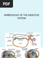 Embryology of The GIT | PDF | Gastrointestinal Tract | Liver