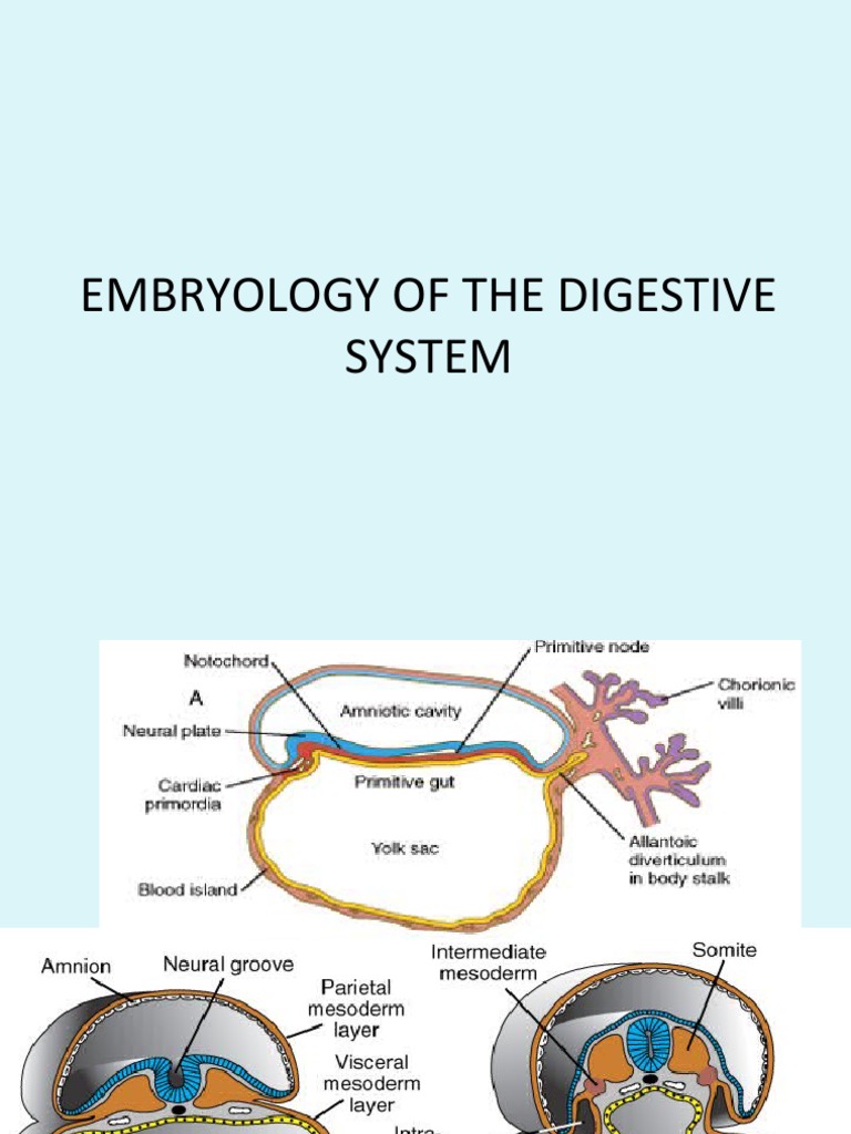 Digestive System Embryology | PDF | Gastrointestinal Tract | Pancreas
