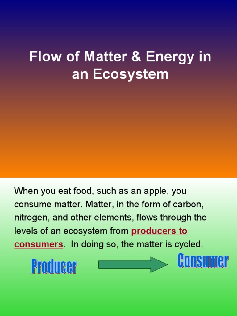 Flow of Matter and Energy in An Ecosystem Web Version | PDF