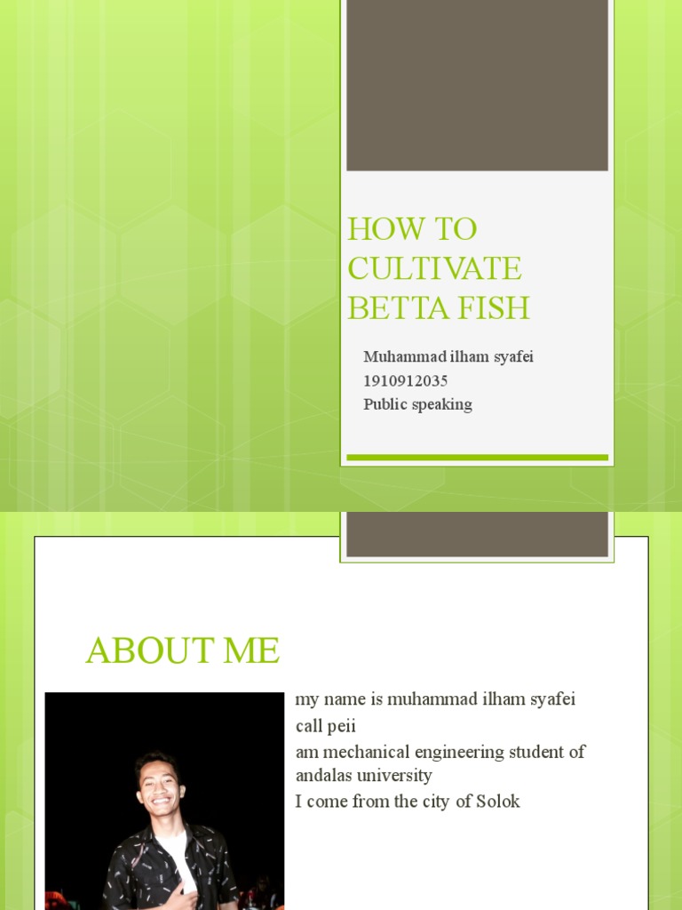 How To Cultivate Betta Fish | PDF