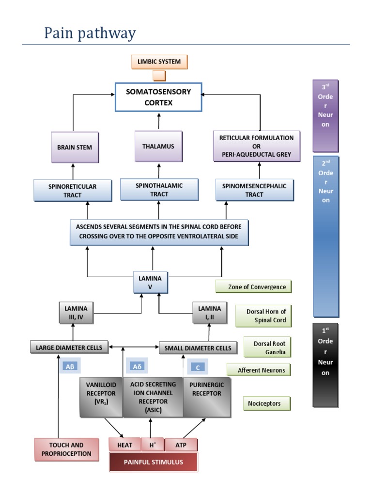 Pain Pathway | PDF | Organ (Anatomy) | Neuroanatomy