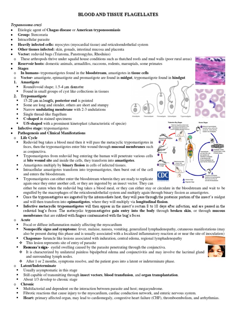 Blood and Tissue Flagellates | PDF | Immunology | Biology