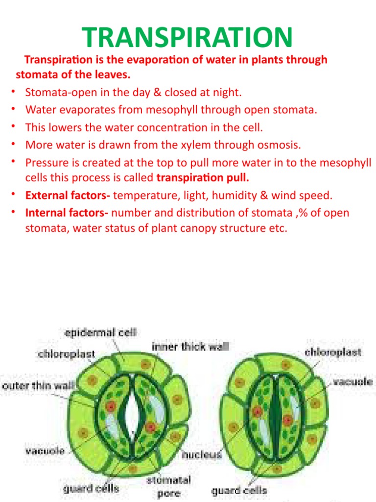 The Vital Process of Transpiration: How Water Movement Through Plants ...