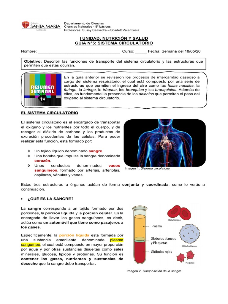 Sistema Circulatorio 5° C | PDF | Sangre | Corazón