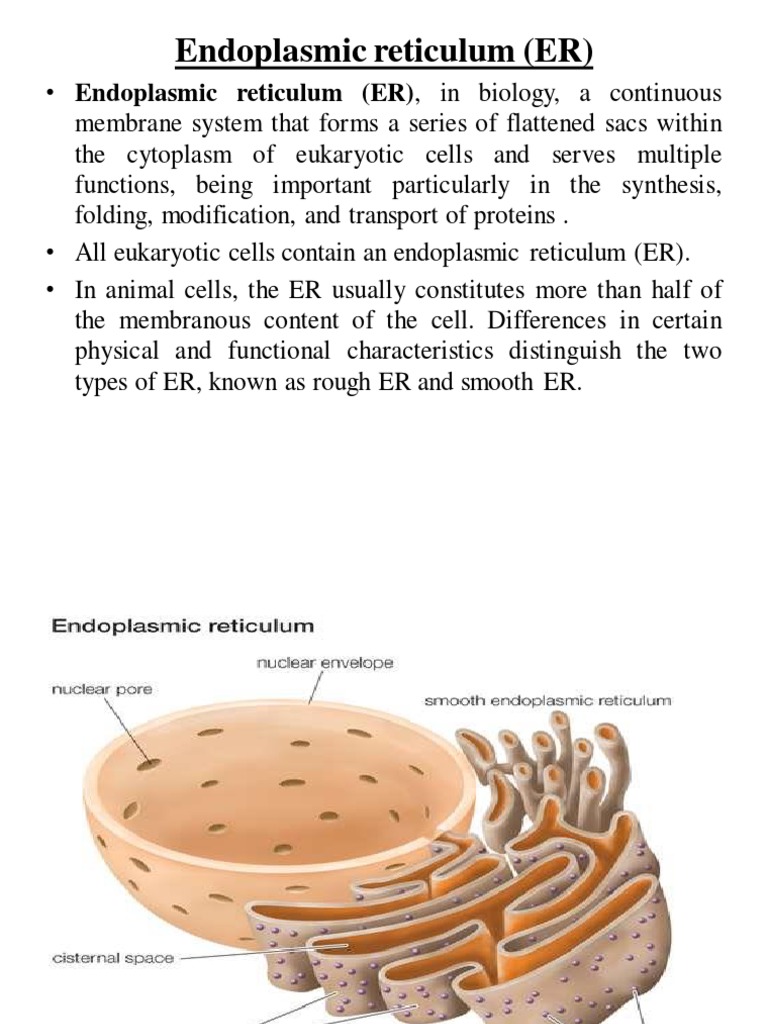 04 Endoplasmic Reticulumn | PDF | Endoplasmic Reticulum | Cell (Biology)