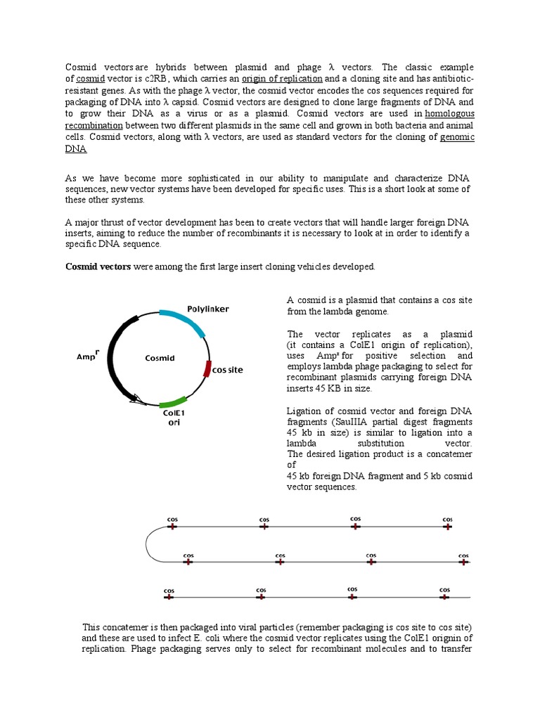 Cosmid Fosmid and Shuttle Vectors | PDF | Plasmid | Molecular Cloning