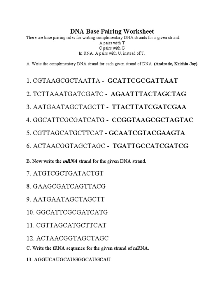 DNA Base Pairing Worksheet | PDF