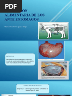 Fisiología Digestiva Del Cerdo | PDF | Digestión | Bilis