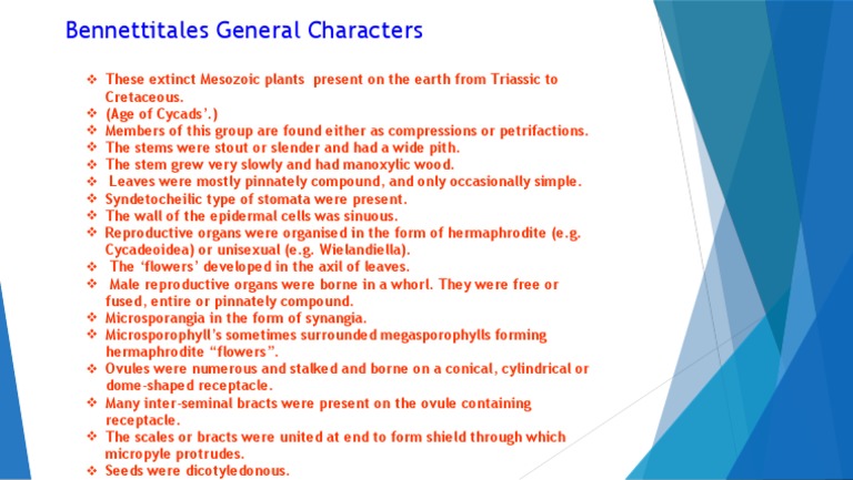 General Characteristics of Bennettitales | PDF