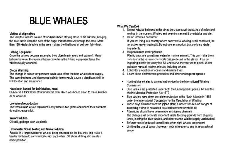 Bluewhale | PDF | Whales | Cetaceans