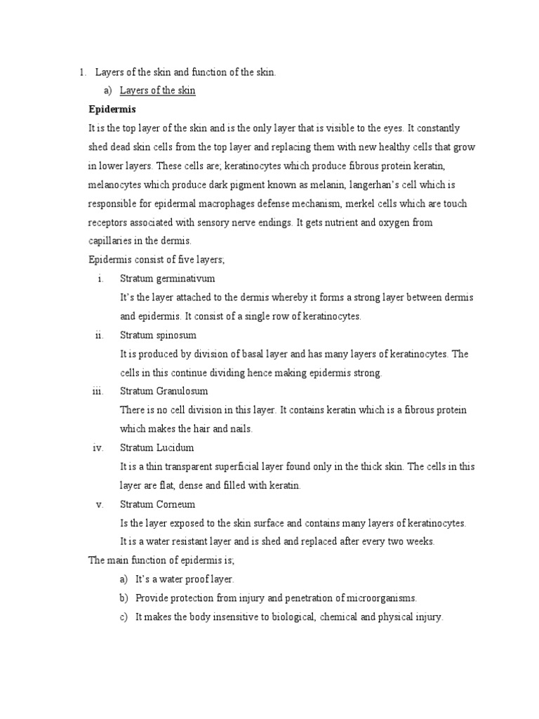 Skin Layers and Their Functions | PDF | Epidermis | Skin