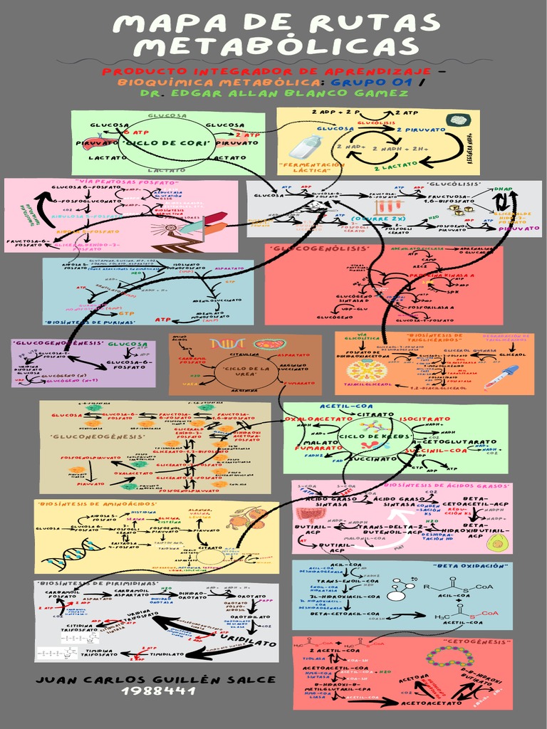 Mapa de Rutas Metabólicas, Bioquímica Metabólica | PDF | Nicotinamida Adenina Dinucleótido ...