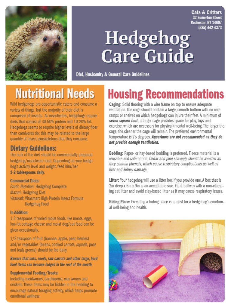 Hedgehog Care Guide | PDF | Diet (Nutrition) | Diet & Nutrition Hedgehog Care Guide | PDF | Diet (Nutrition) | Diet & Nutrition