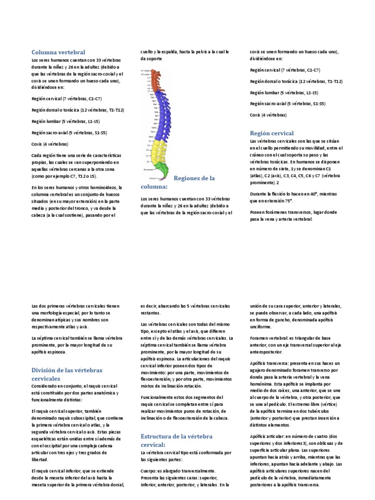 Columna Vertebral | PDF | Vértebra | Tórax (anatomía humana)