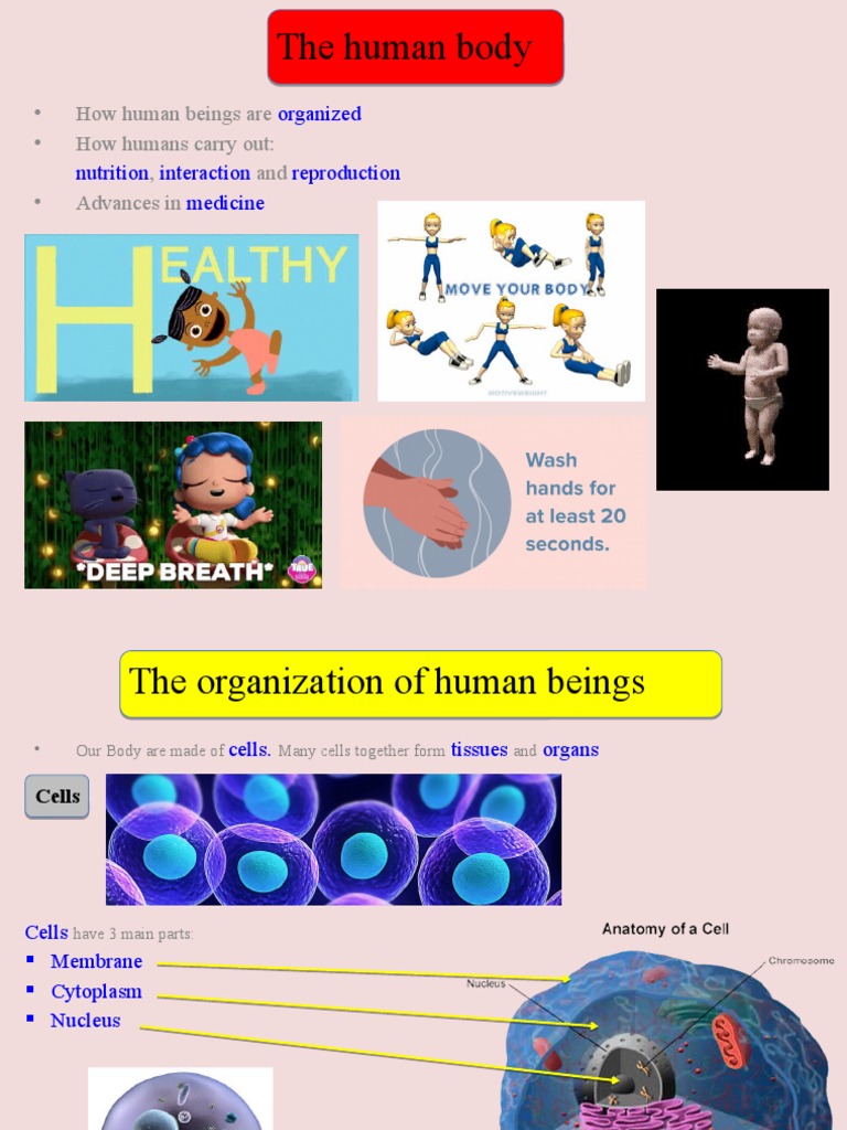 U1 The Human Body 5 | PDF | Human Body | Tissue (Biology)