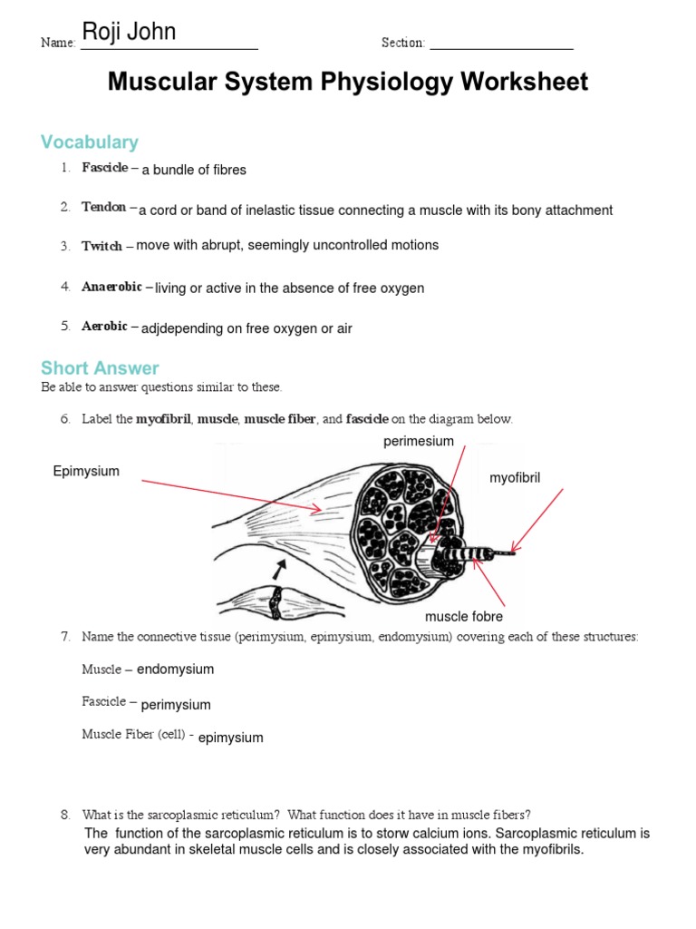 Muscular System Physiology Worksheet | PDF | Skeletal Muscle | Muscle ...