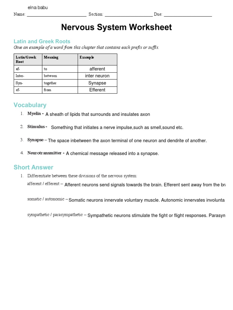 Nervous System Worksheet | PDF | Neuron | Action Potential