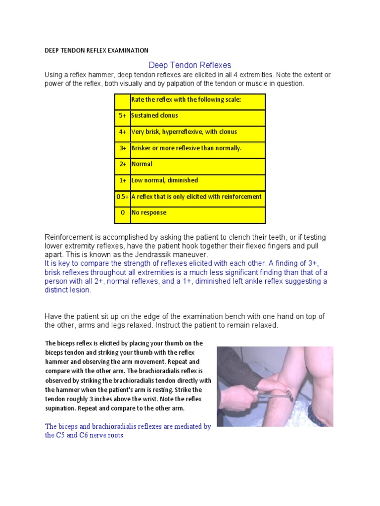 Reflex Exam | PDF | Human Leg | Arm