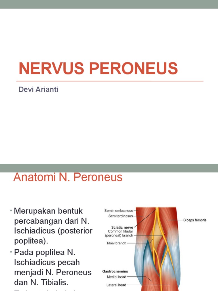 Nervus Peroneus | PDF