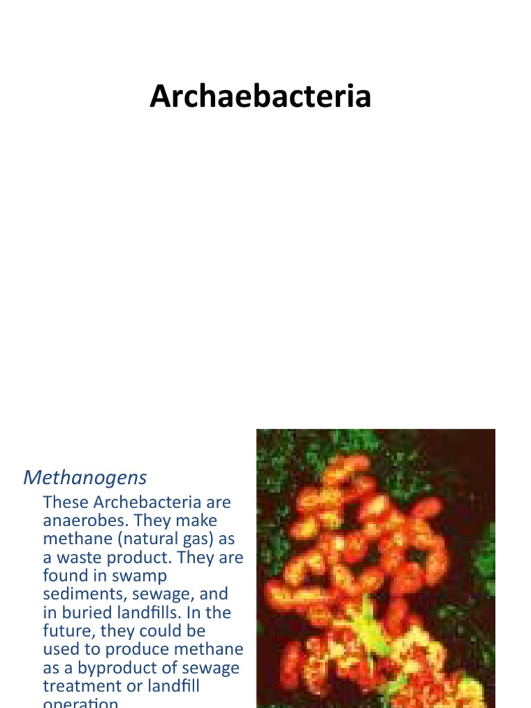 Biology Archaebacteria Eubacteria | PDF | Gram Positive Bacteria | Bacteria