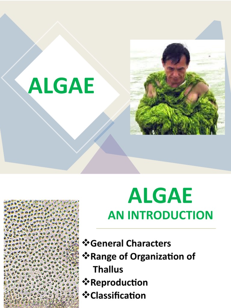 Introduction To Algae | PDF | Algae | Sexual Reproduction