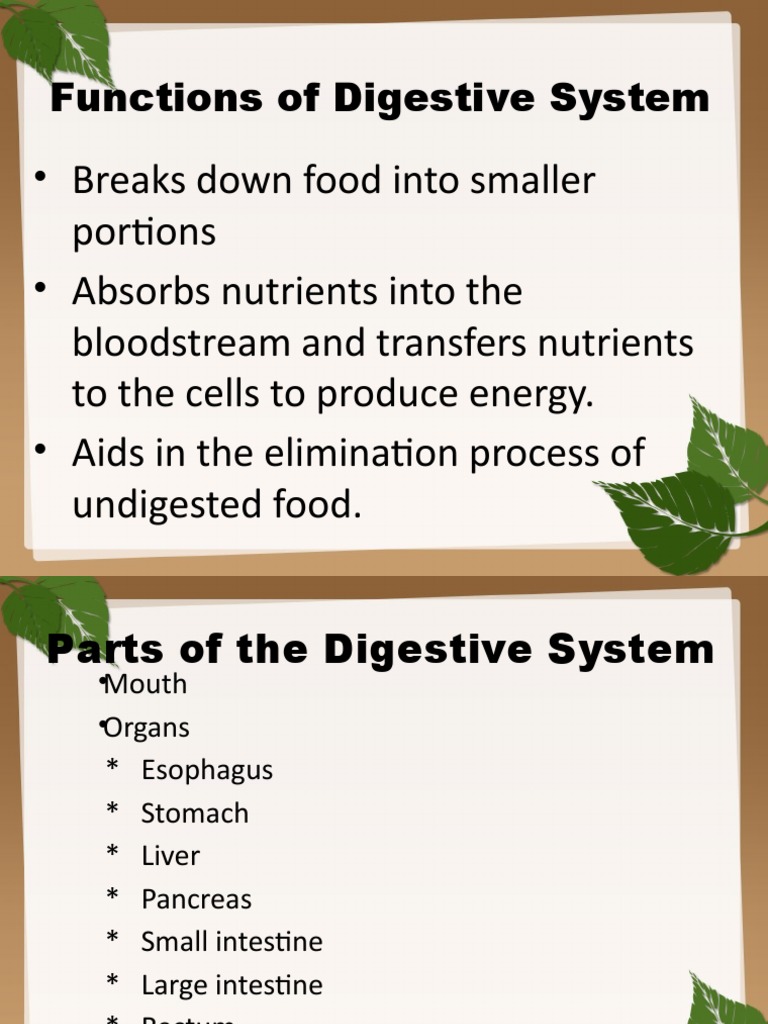Digestive System Functions and Parts | PDF | Digestion | Human ...