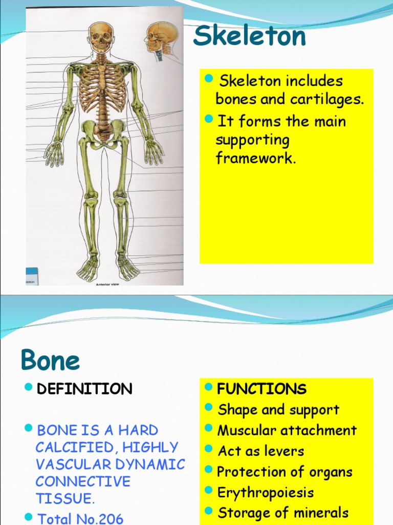 Skeleton: Skeleton Includes Bones and Cartilages. It Forms The Main ...