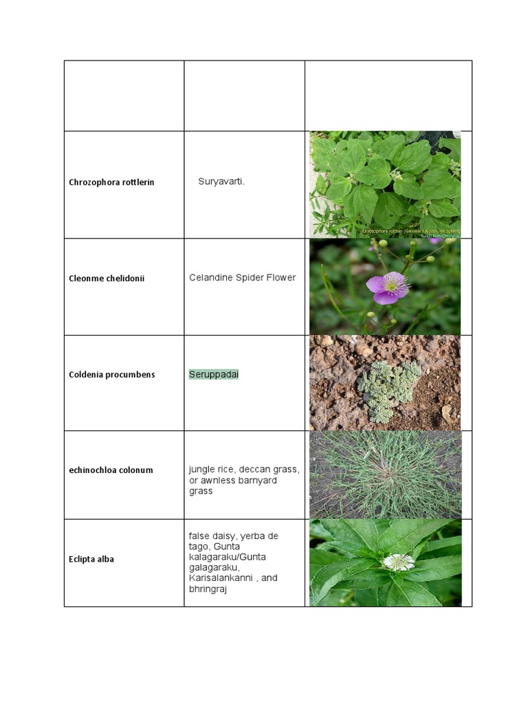 Botanical Names and Common Names | PDF