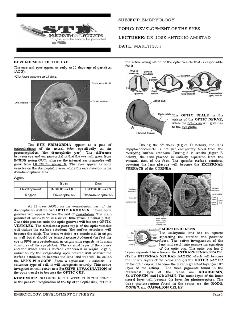 Eye Embryology | PDF | Eye | Human Eye