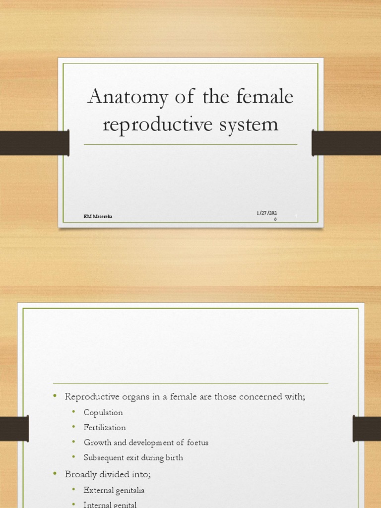 Anatomy External Female Genitalia-Converted-1 | PDF | Labia | Vagina