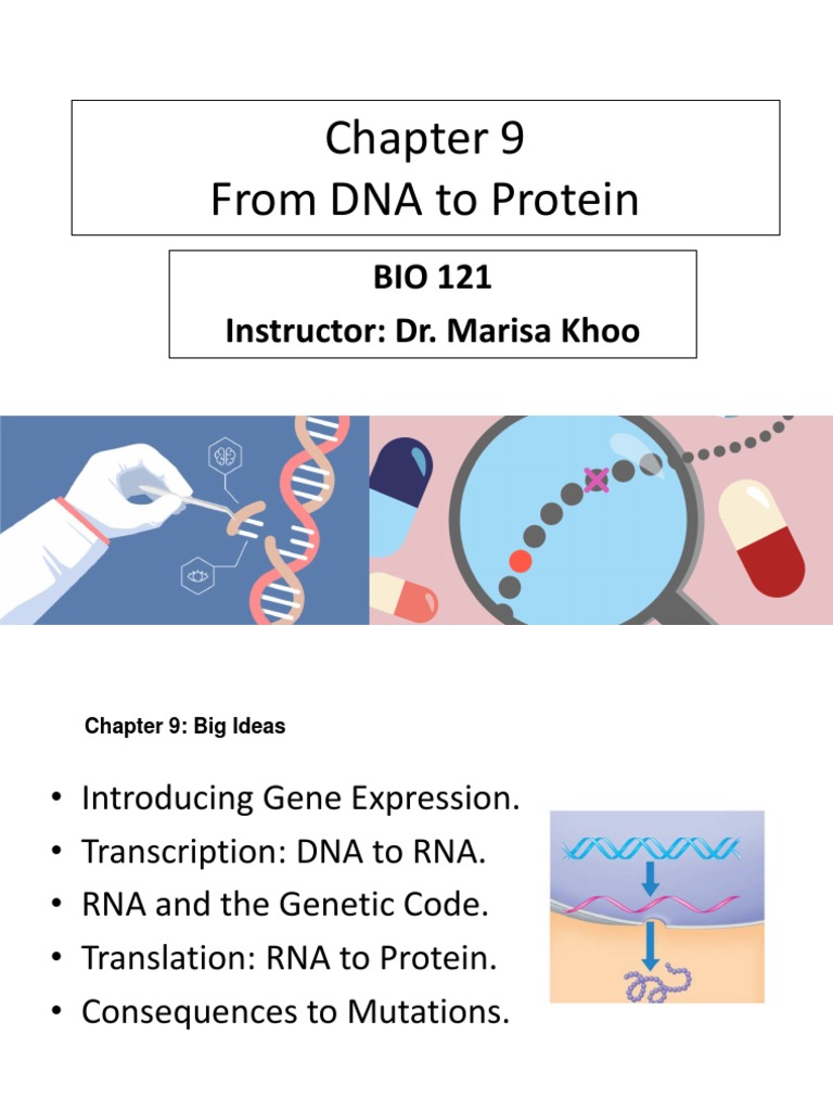 BIO121 Chapter 9 From DNA To Protein | PDF | Translation (Biology) | Rna