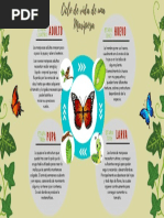 Ciclo de vida de la mariposa: etapas | PDF | Mariposa | Lepidópteros
