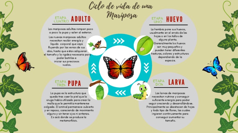 Hoja De Trabajo Sobre El Ciclo De Vida De Una Mariposa No Solo La