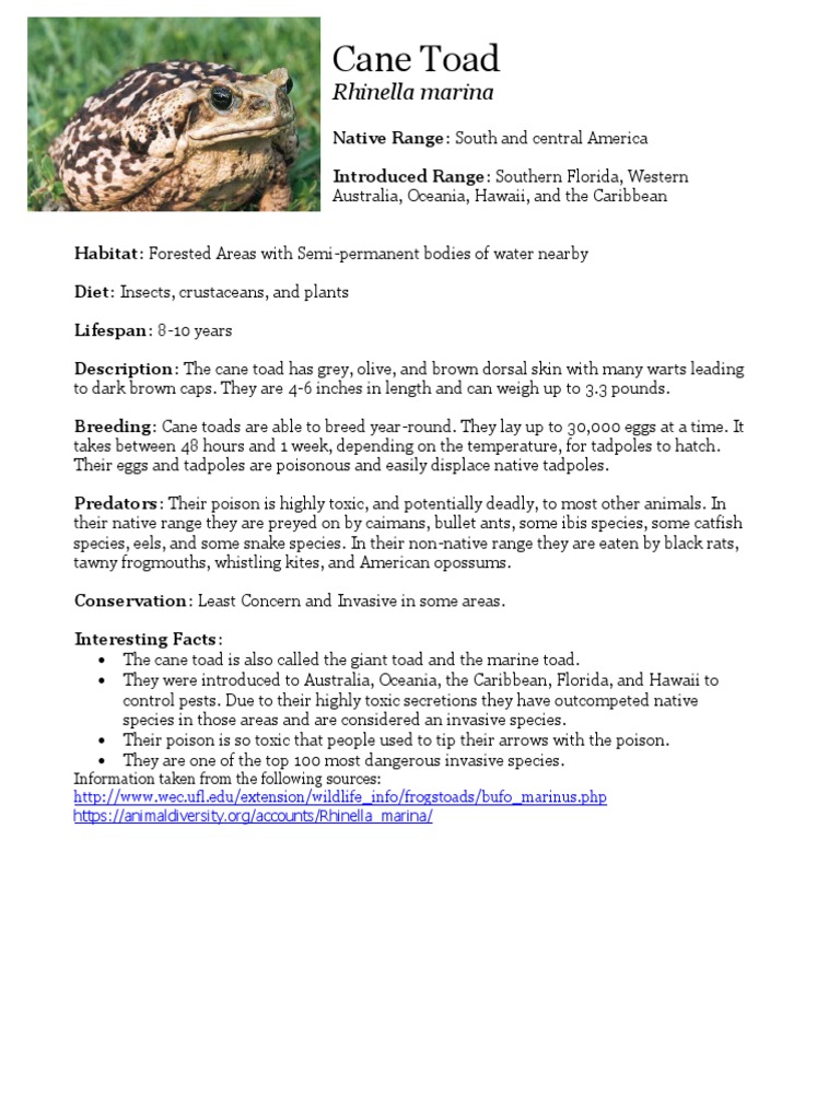 Cane Toad | PDF