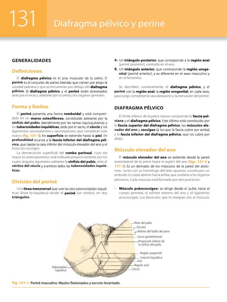 Diafragma Pelvico y Perine Latarjet | Descargar gratis PDF | Pelvis ...