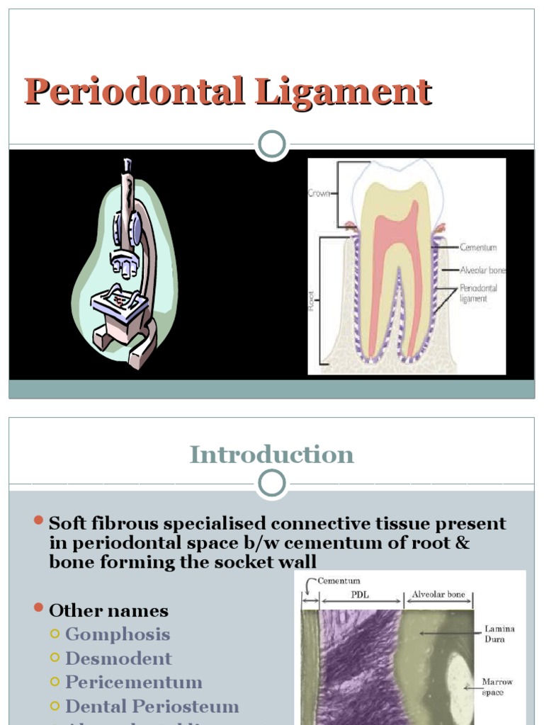 Periodontal Ligament 1 | PDF | Anatomy | Mouth