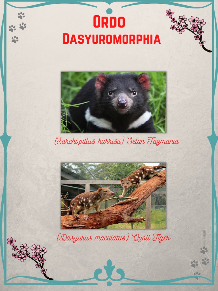 Dasyuromorphia | PDF | Griya & Taman | Kesehatan Holistik